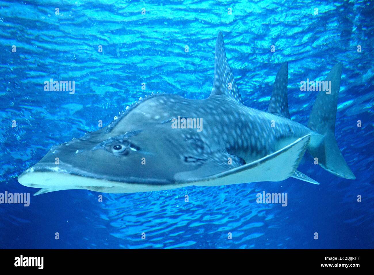 Ray fish swimming underwater Stock Photo - Alamy
