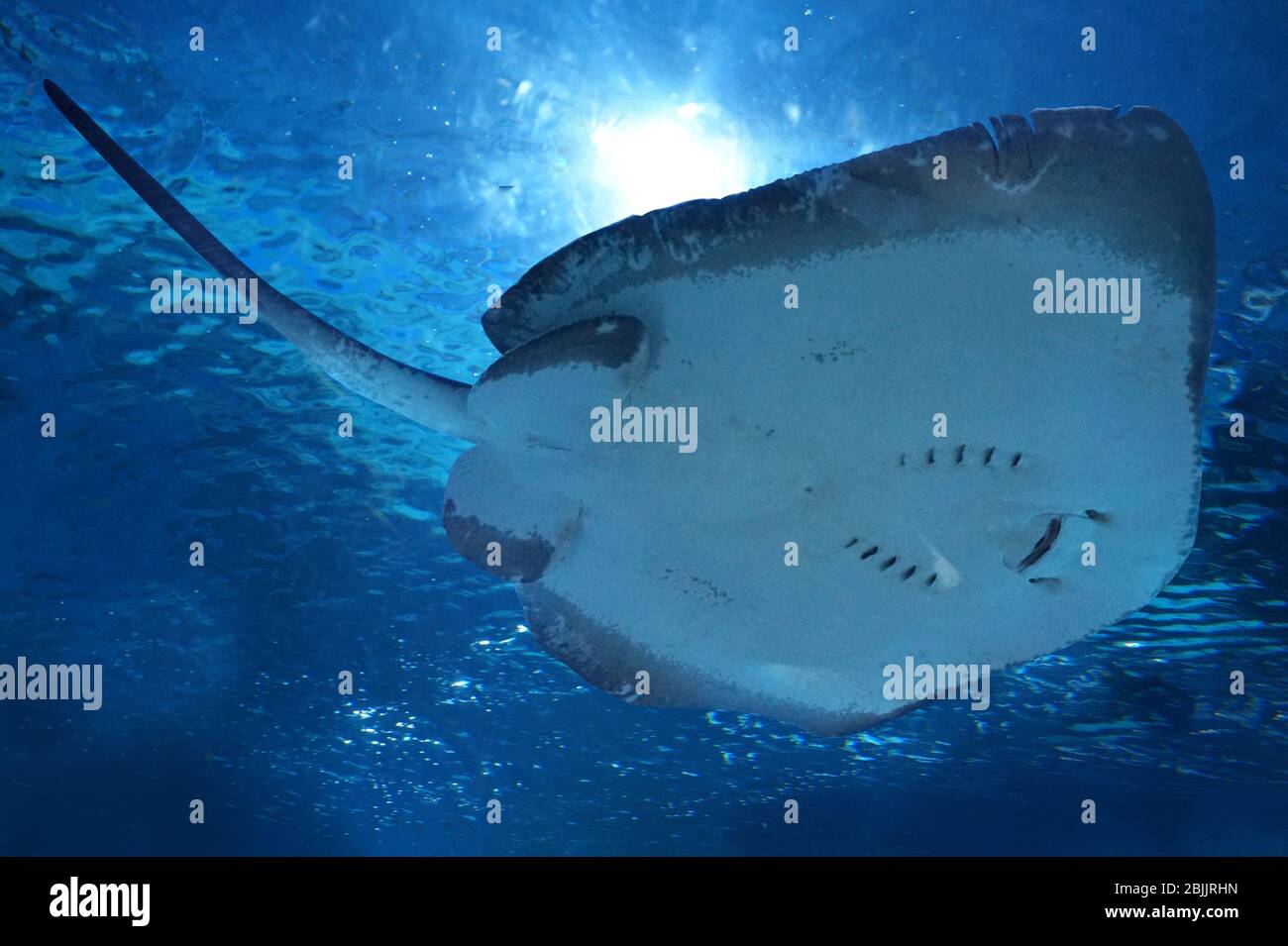 Ray fish swimming underwater Stock Photo - Alamy