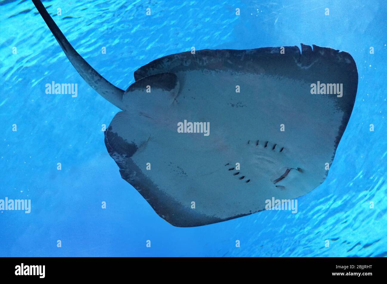 Ray fish swimming underwater Stock Photo - Alamy