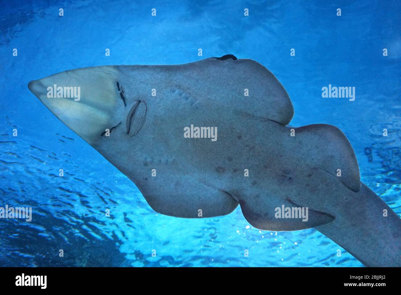 Ray fish swimming underwater Stock Photo - Alamy