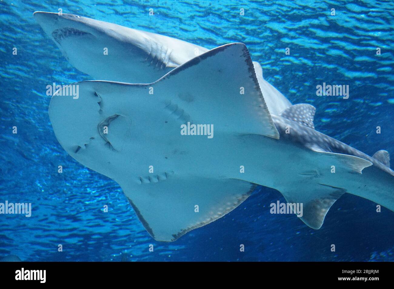 Ray fish swimming underwater Stock Photo - Alamy