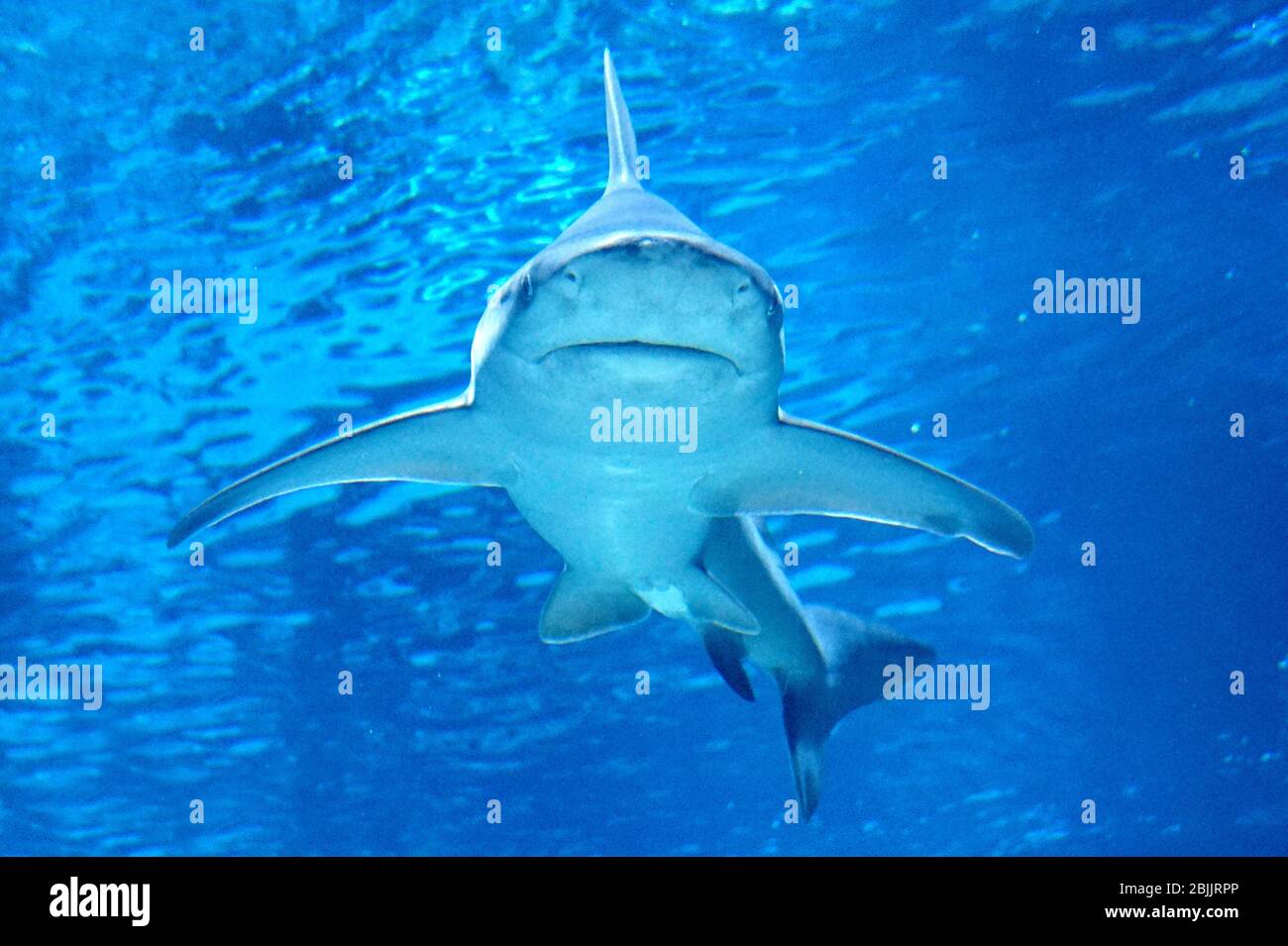 Shark swimming under water Stock Photo - Alamy