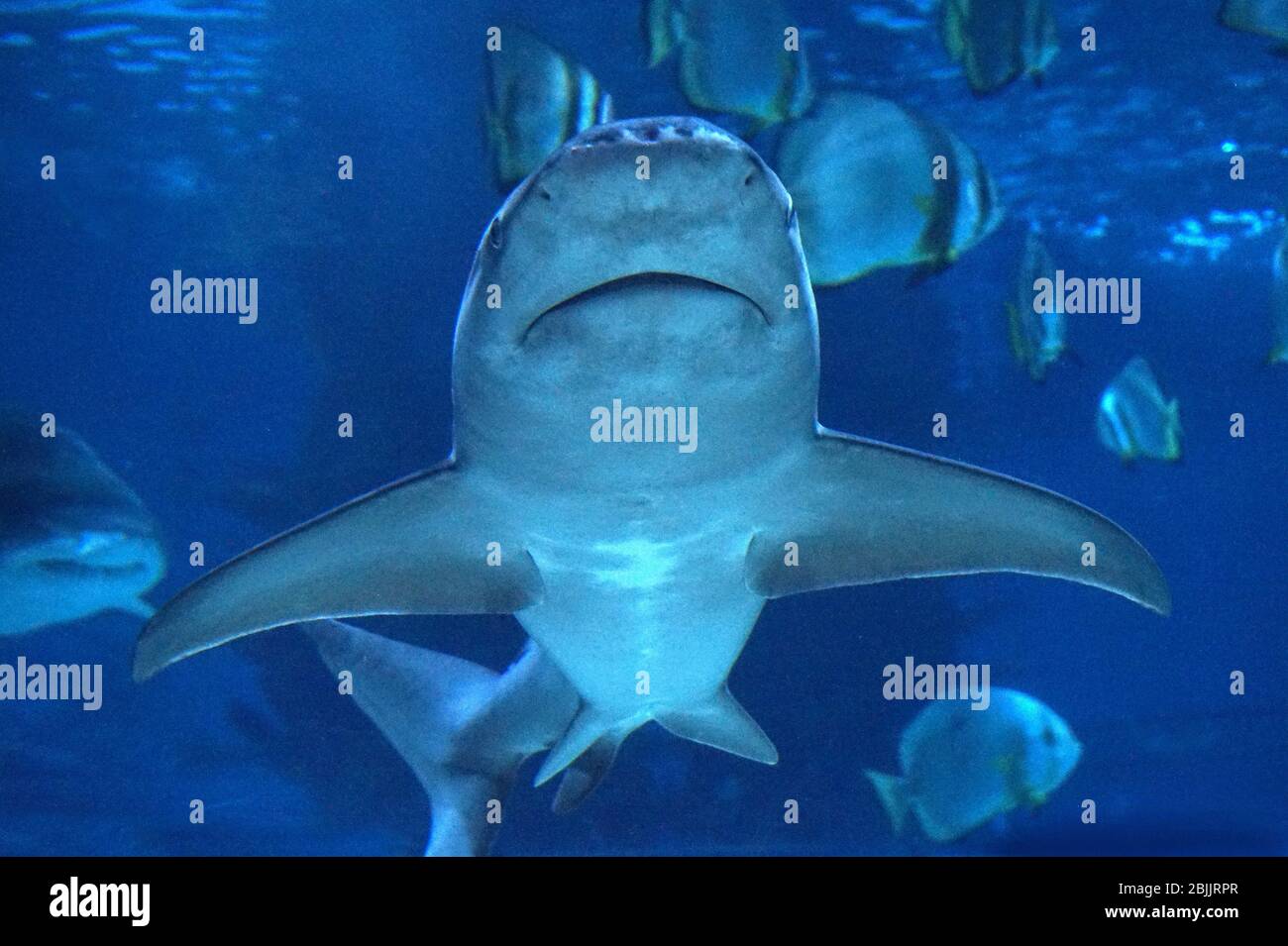 Shark swimming under water Stock Photo - Alamy