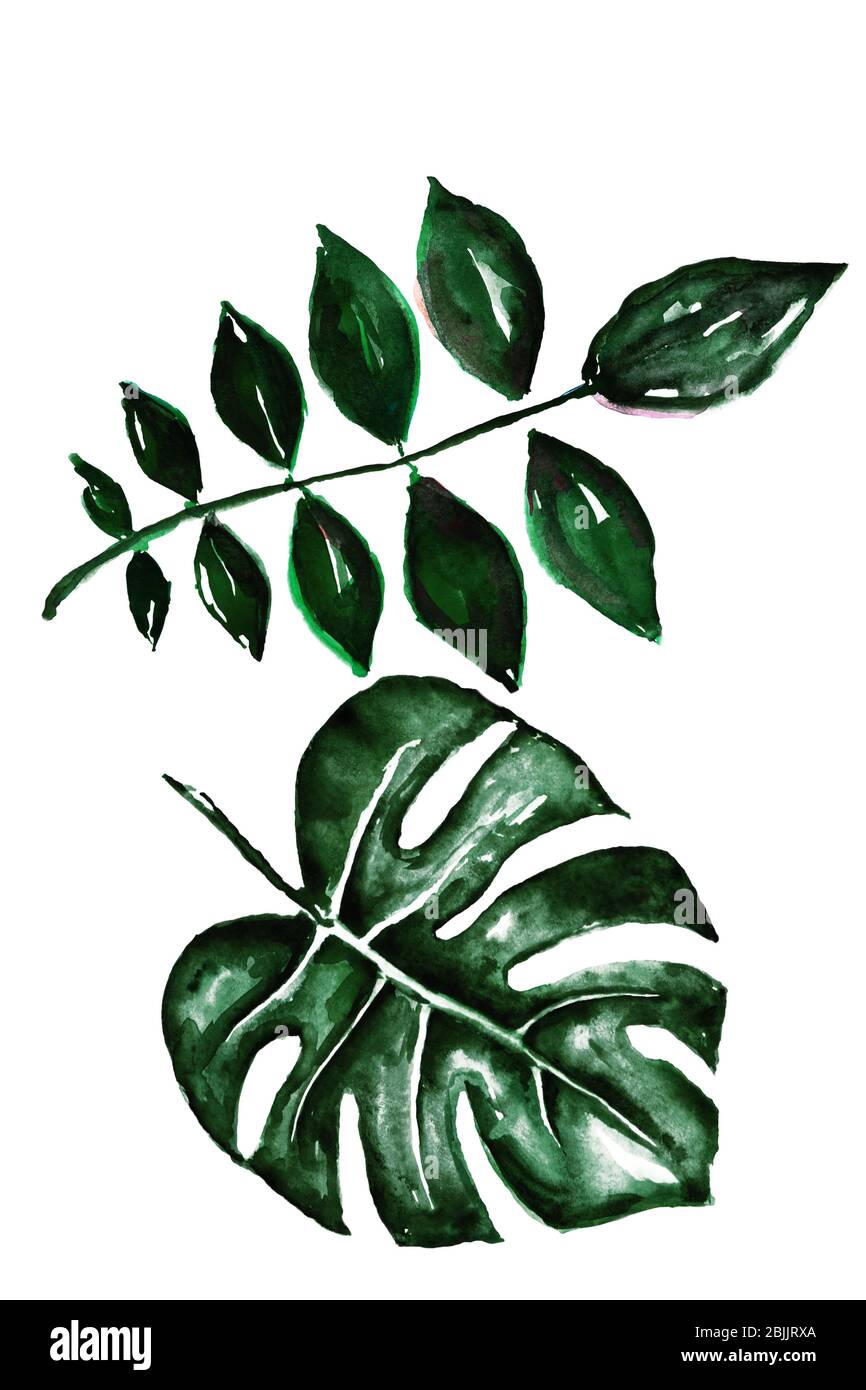 Watercolor tropical leaves isolated on white Stock Photo - Alamy