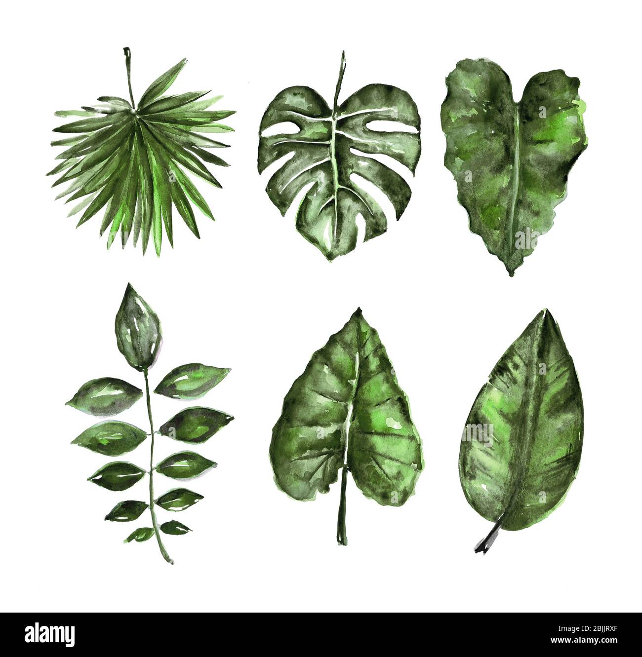 Different watercolor tropical leaves isolated on white Stock Photo - Alamy