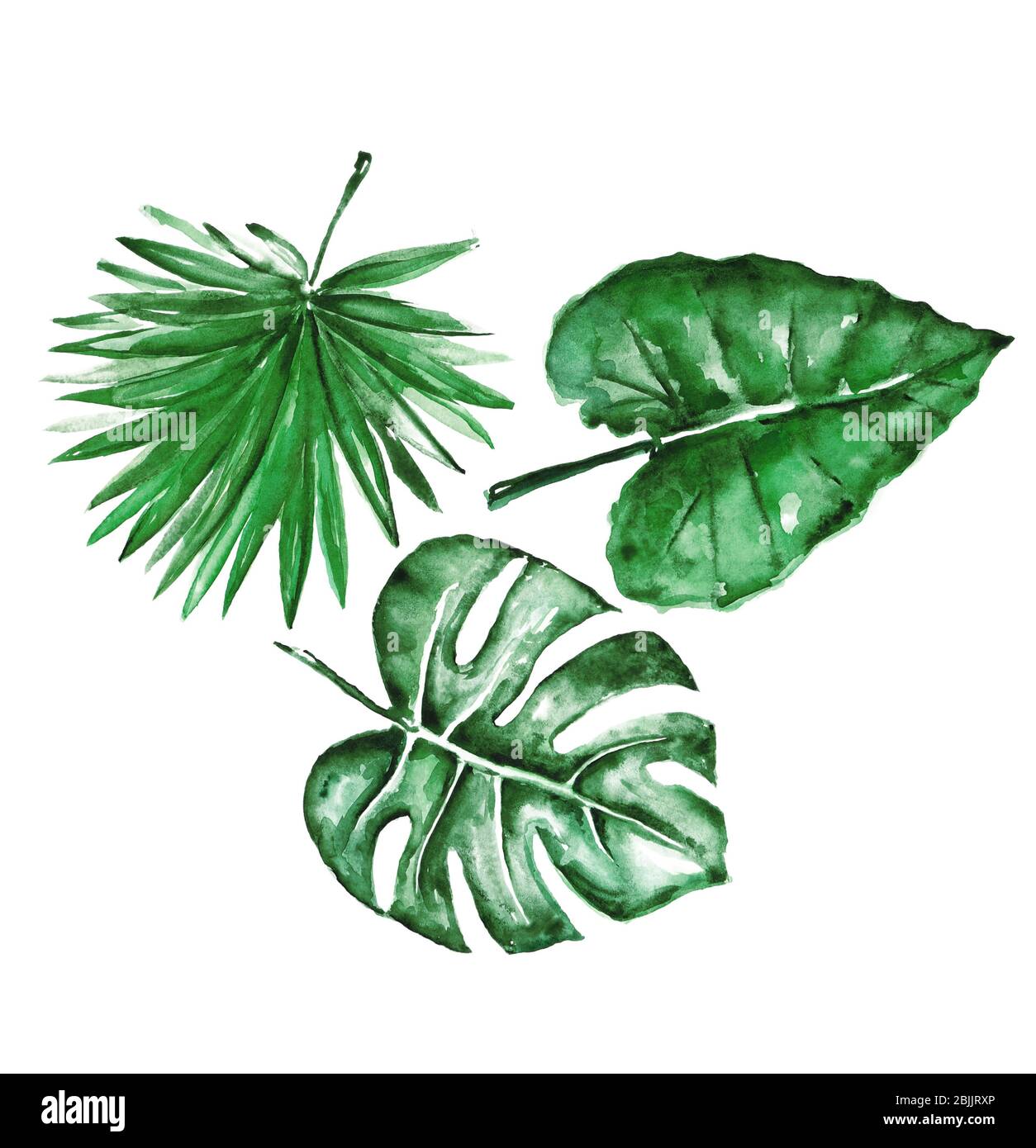 Different watercolor tropical leaves isolated on white Stock Photo - Alamy