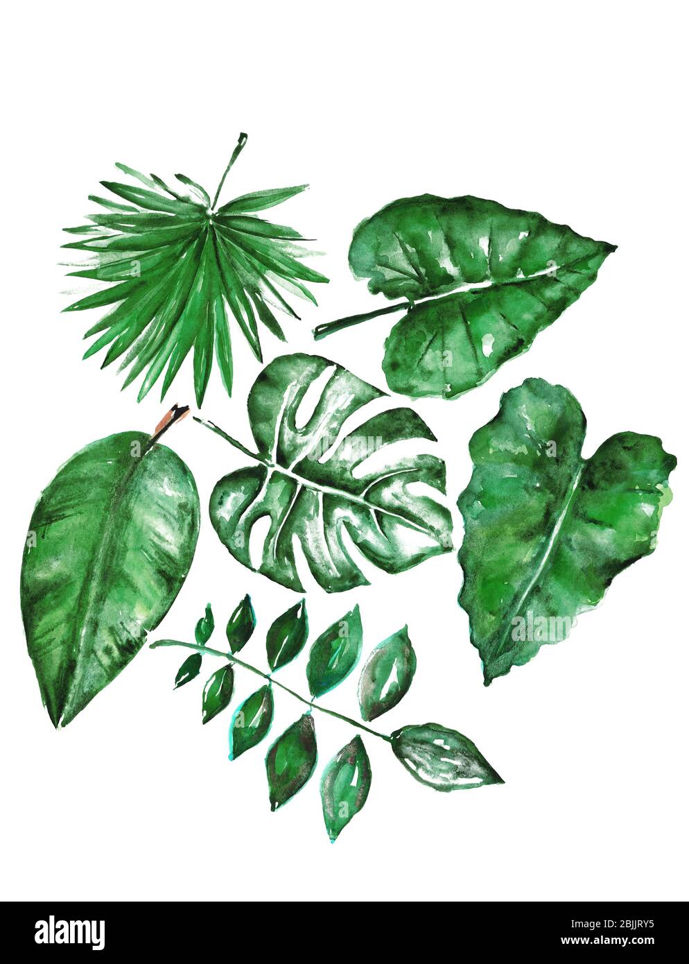 Different watercolor tropical leaves isolated on white Stock Photo - Alamy