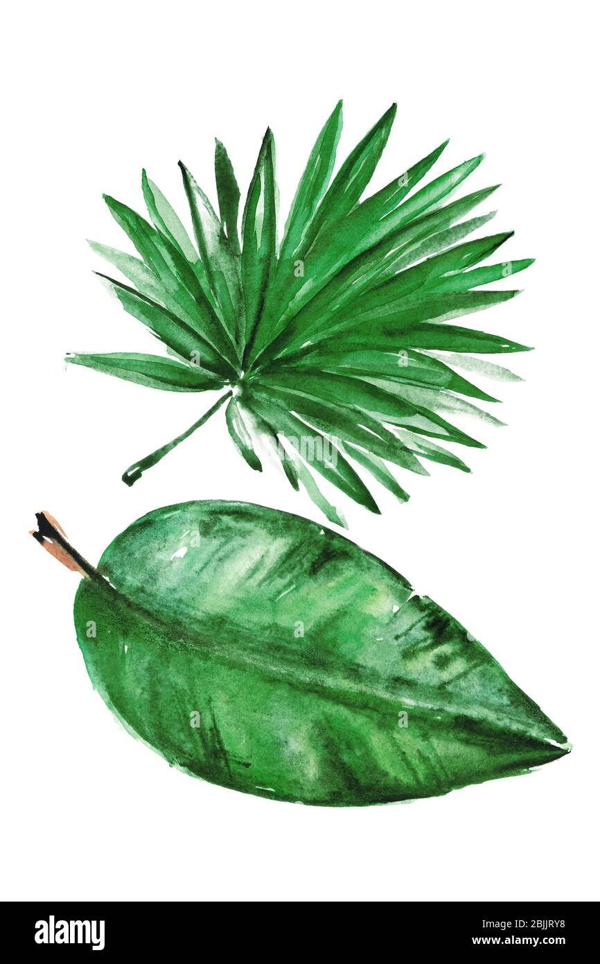 Watercolor tropical leaves isolated on white Stock Photo - Alamy