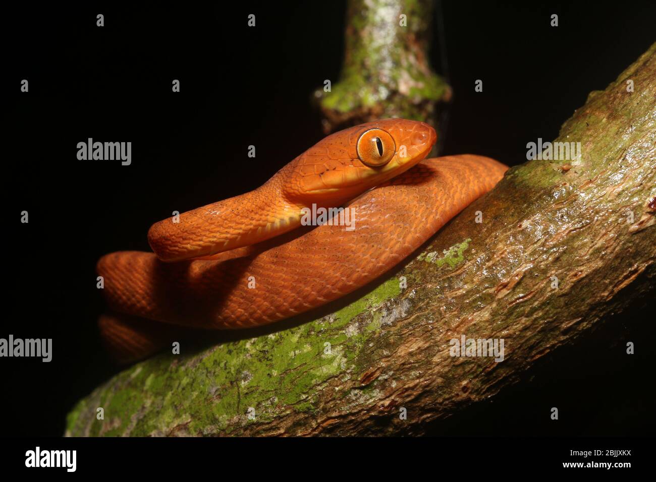 Boiga nigriceps or Black-headed cat snake is a species of snake from ...