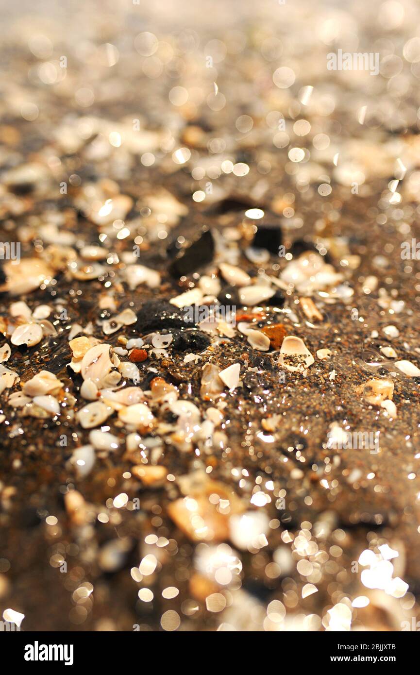Sea sand beach with small white shells and stones in the sun and bokeh ...