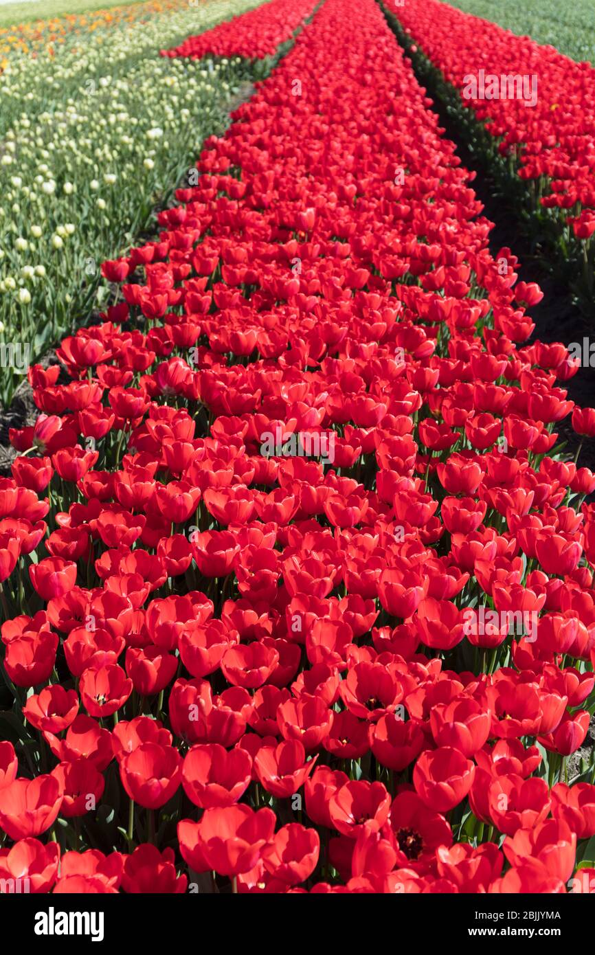 Springtime on the tulip plantation in Netherlands, traditional dutch ...