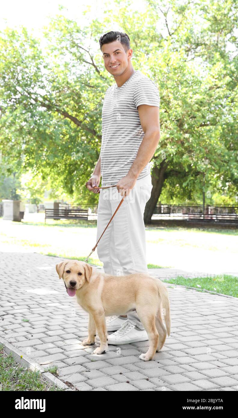 Man walking yellow labrador dog hi-res stock photography and images - Alamy