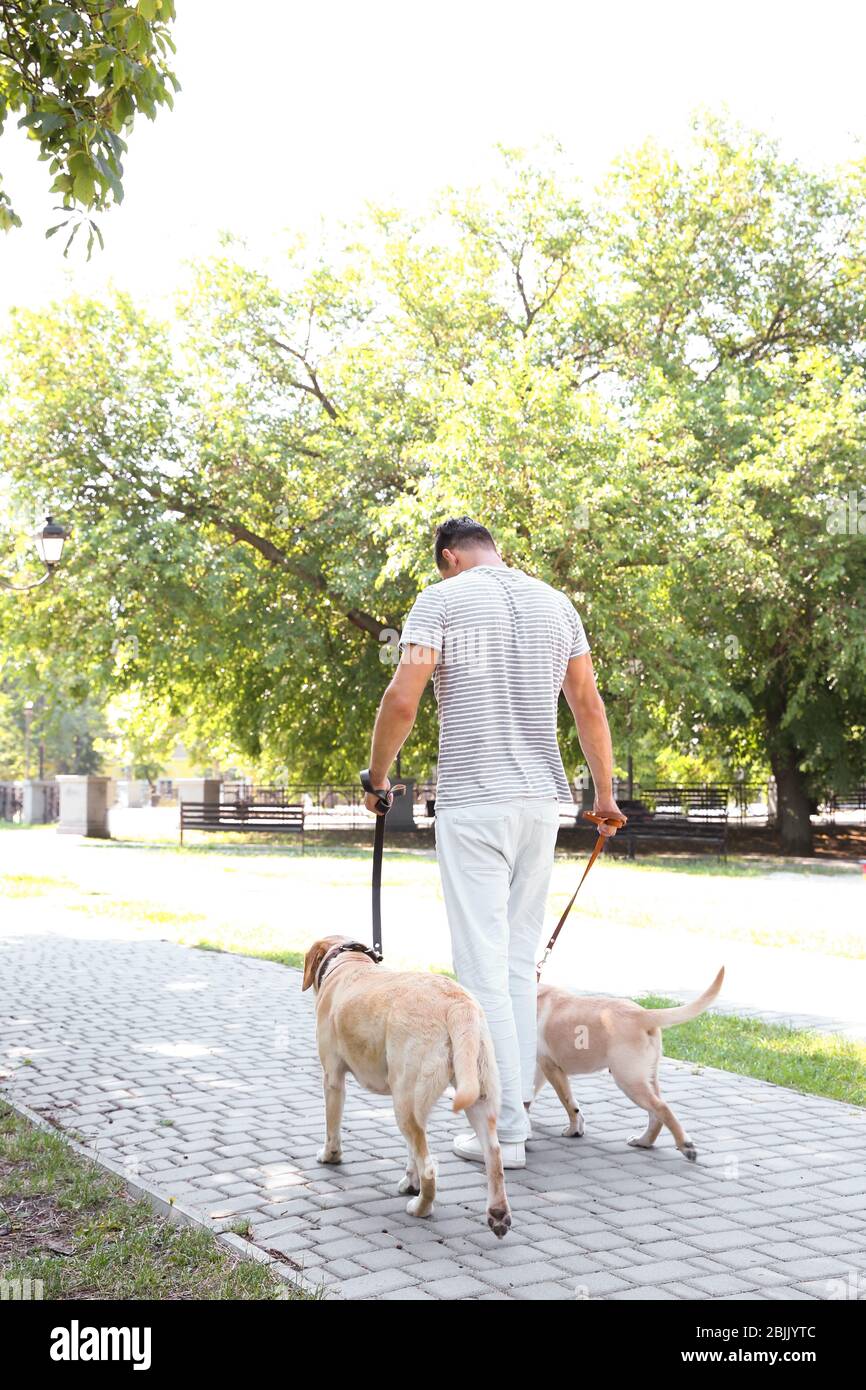 Man walking yellow labrador dog hi-res stock photography and images - Alamy