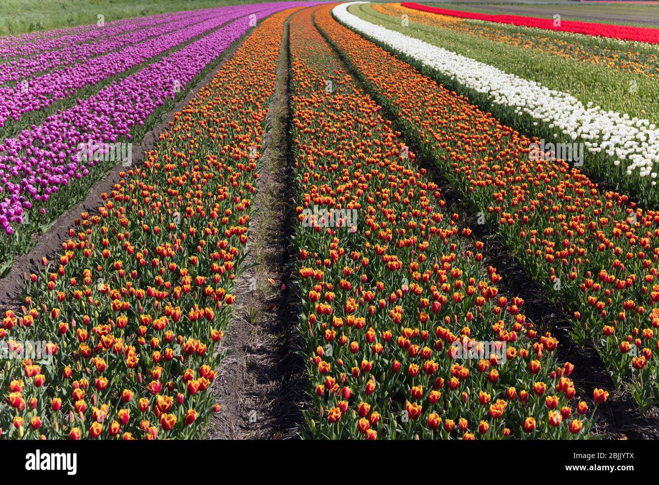Springtime on the tulip plantation in Netherlands, traditional dutch ...