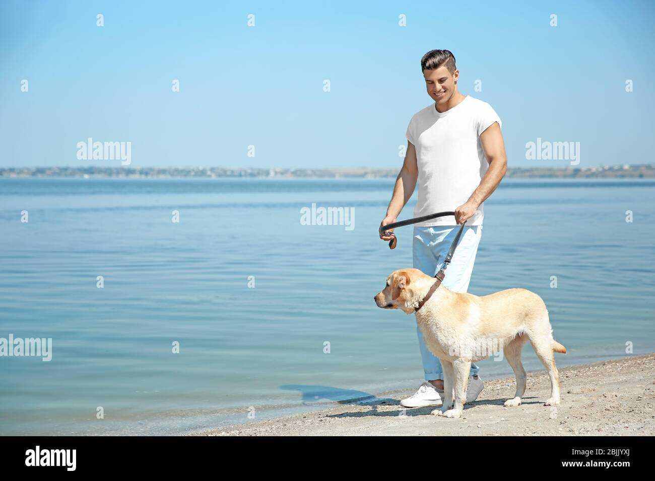 Man walking yellow labrador dog hi-res stock photography and images - Alamy