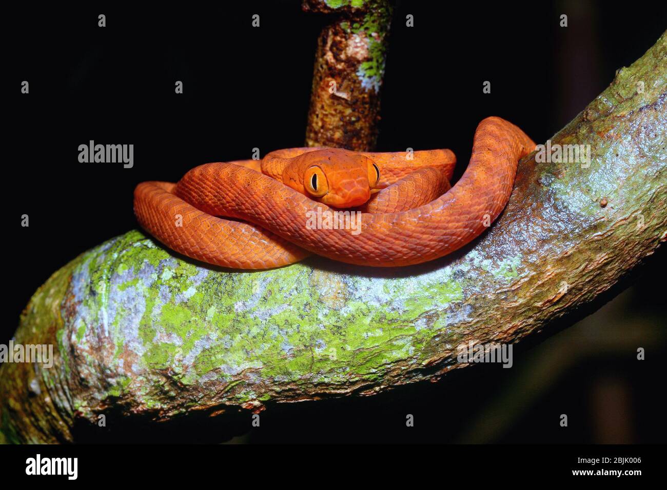 Boiga nigriceps or Black-headed cat snake is a species of snake from ...