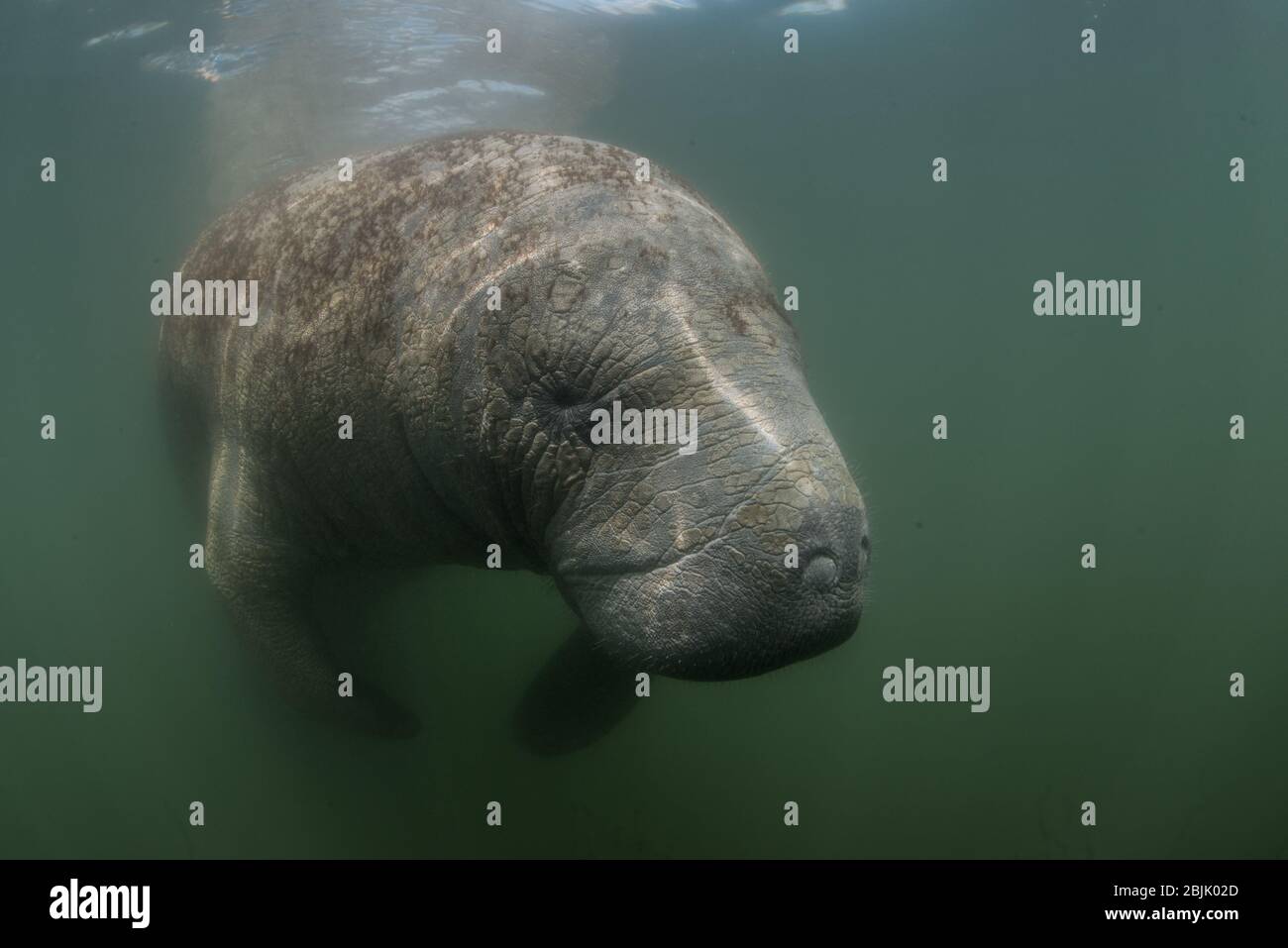 Florida manatee with fish hi-res stock photography and images - Alamy