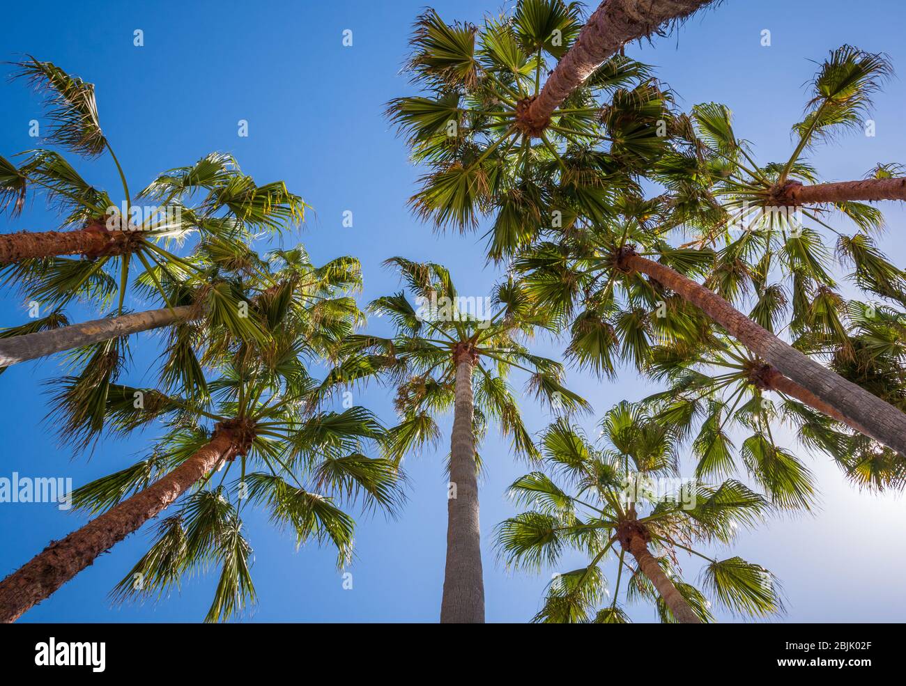 Looking up at palm trees in California Stock Photo - Alamy
