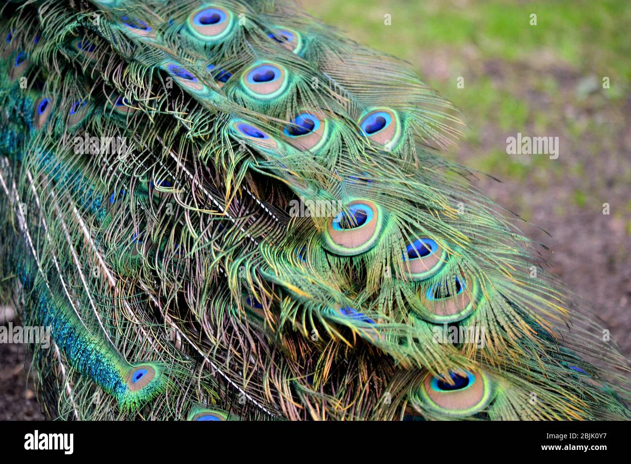 Peacock bird colorful hi-res stock photography and images - Alamy