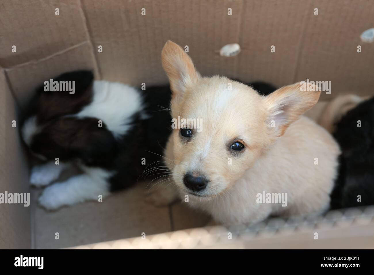 Cute homeless puppies in box. Adoption concept Stock Photo - Alamy