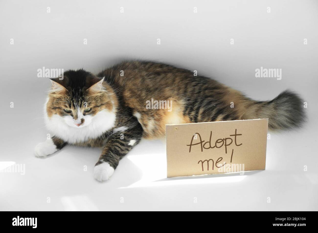 Fluffy cat and carton with text ADOPT ME on white background Stock ...