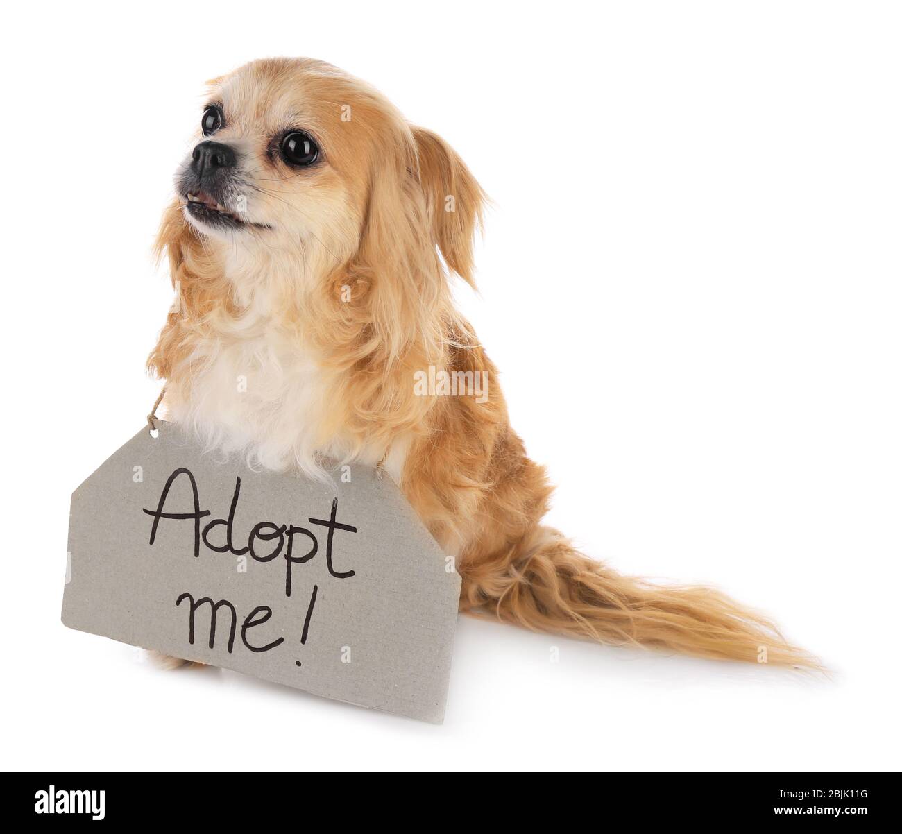 Dog and carton with text ADOPT ME on white background Stock Photo - Alamy
