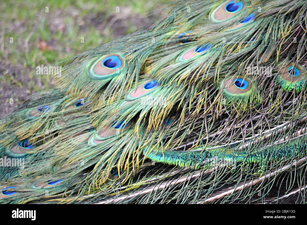 Peacock bird colorful feather - pattern Stock Photo - Alamy