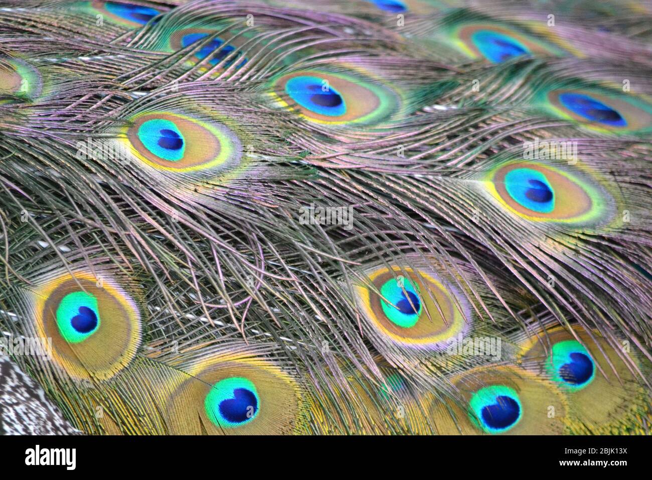 Peacock bird colorful feather - pattern Stock Photo - Alamy