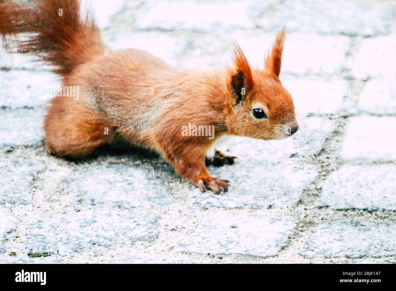 Ginger Squirrel High Resolution Stock Photography and Images - Alamy