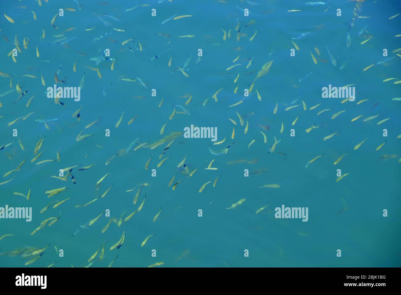 Group of small fish in water on sunny summer day Stock Photo - Alamy