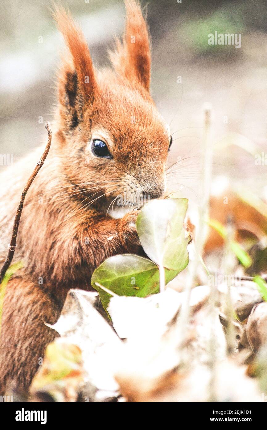 Red squirrel eating nut Stock Photo - Alamy