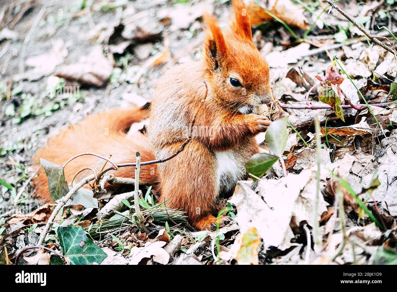 Red squirrel eating nut Stock Photo - Alamy