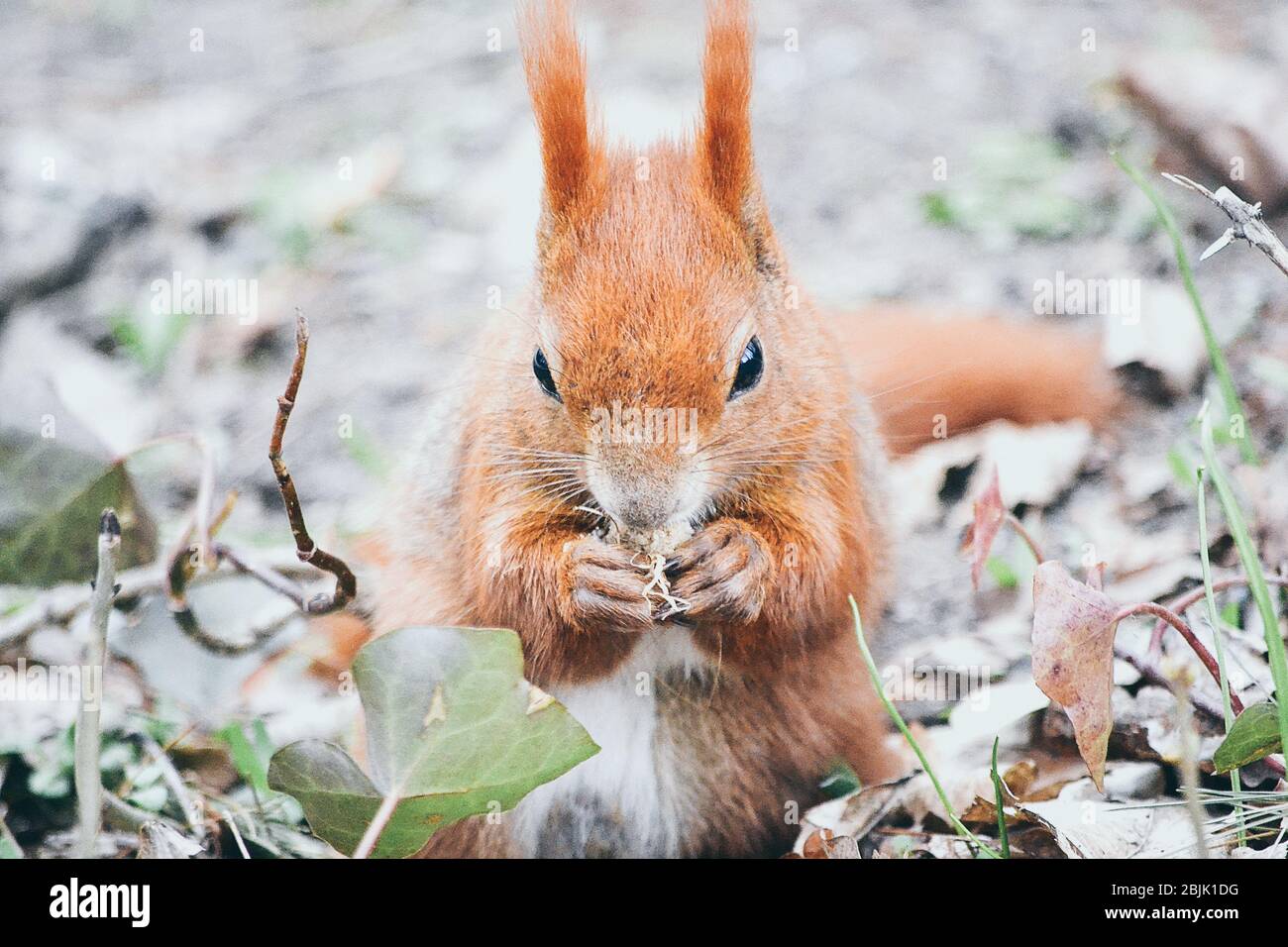 Red squirrel eating nut Stock Photo - Alamy