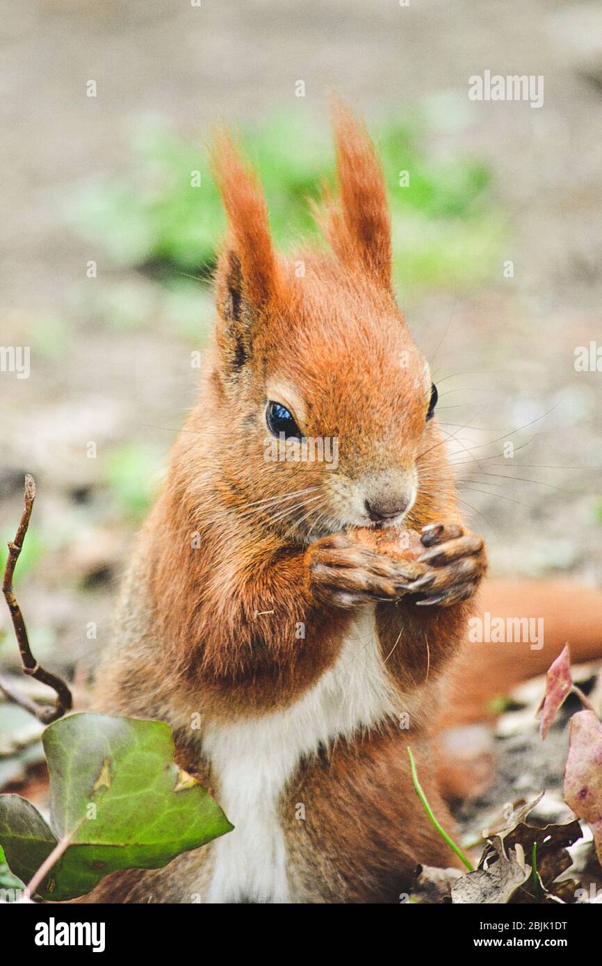 Red squirrel eating nut Stock Photo - Alamy