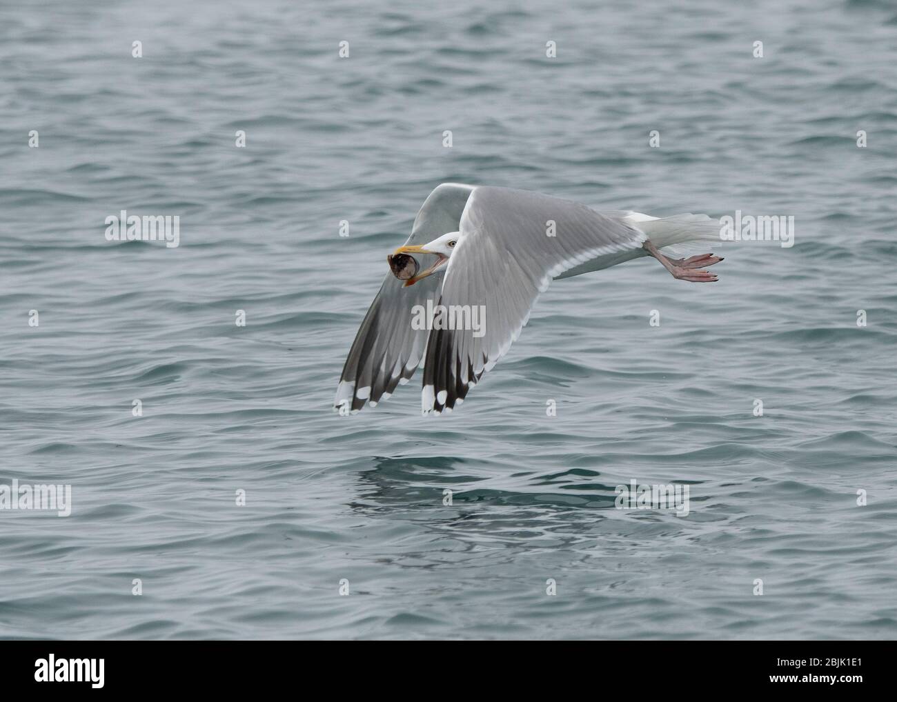 Gull herring (Larus argentatus), carrying a fish head, Båtsfjord ...