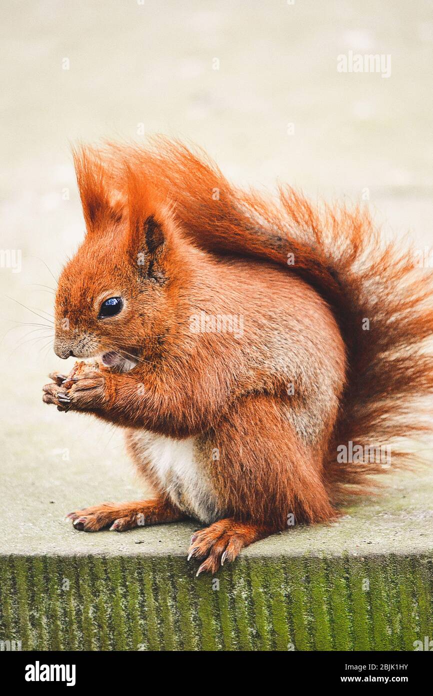 Red squirrel eating nut Stock Photo - Alamy