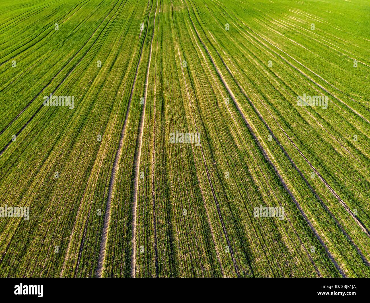 aeriak top view of green country field with row lines in spring with ...