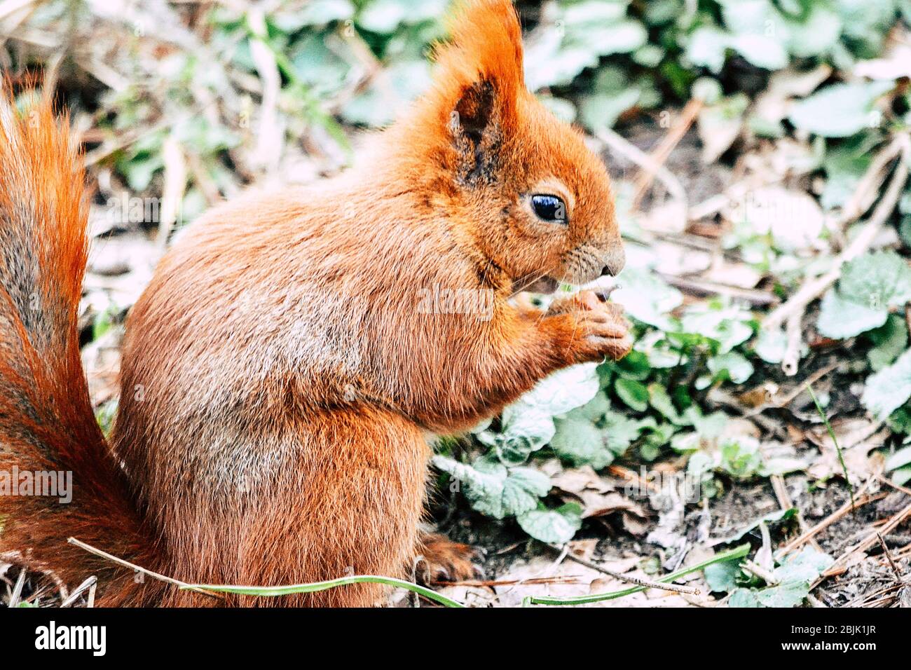 Red squirrel eating nut Stock Photo - Alamy