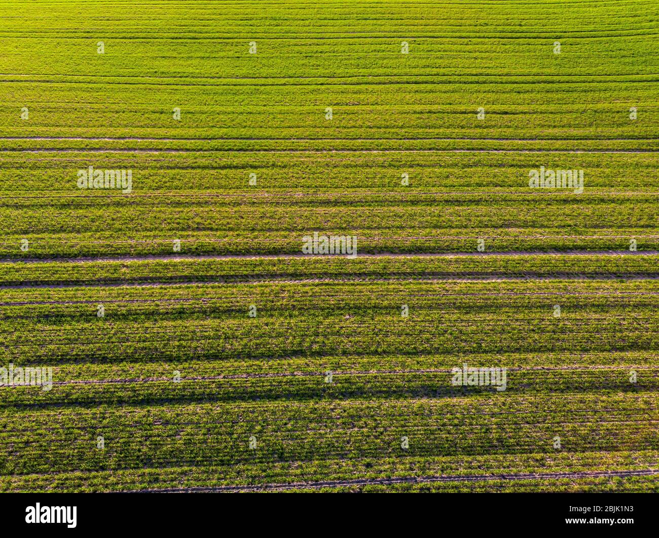 aeriak top view of green country field with row lines in spring with ...