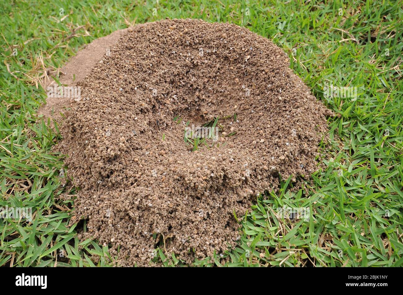Group of ants on ground hi-res stock photography and images - Alamy