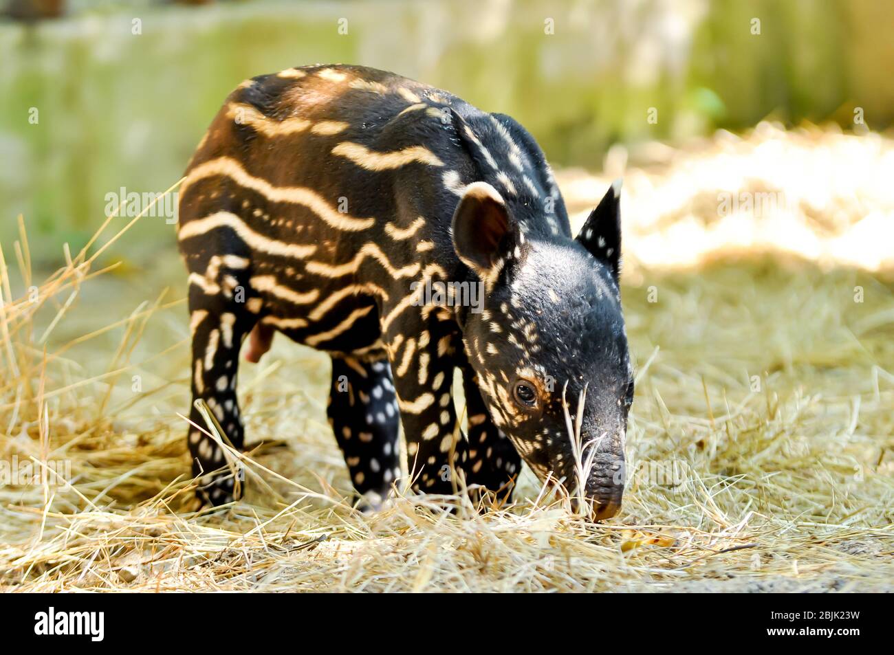 Baby malayan tapirs have striped-and-spotted coats for camouflage Stock ...