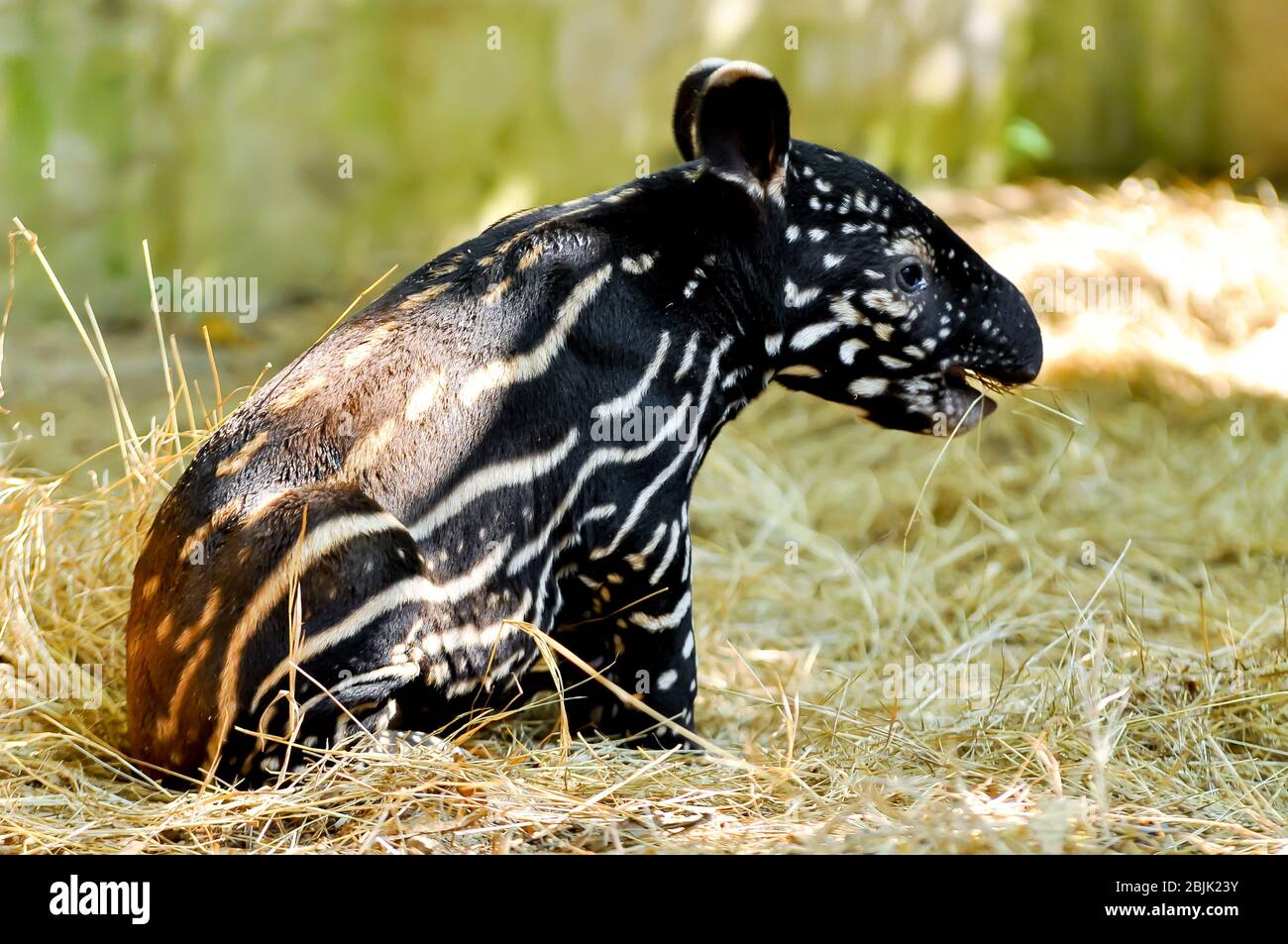 Baby malayan tapirs have striped-and-spotted coats for camouflage Stock ...