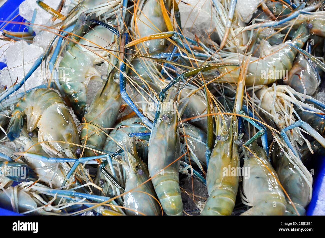 Fresh Giant malaysian prawn are on sale in the bazaar Stock Photo - Alamy