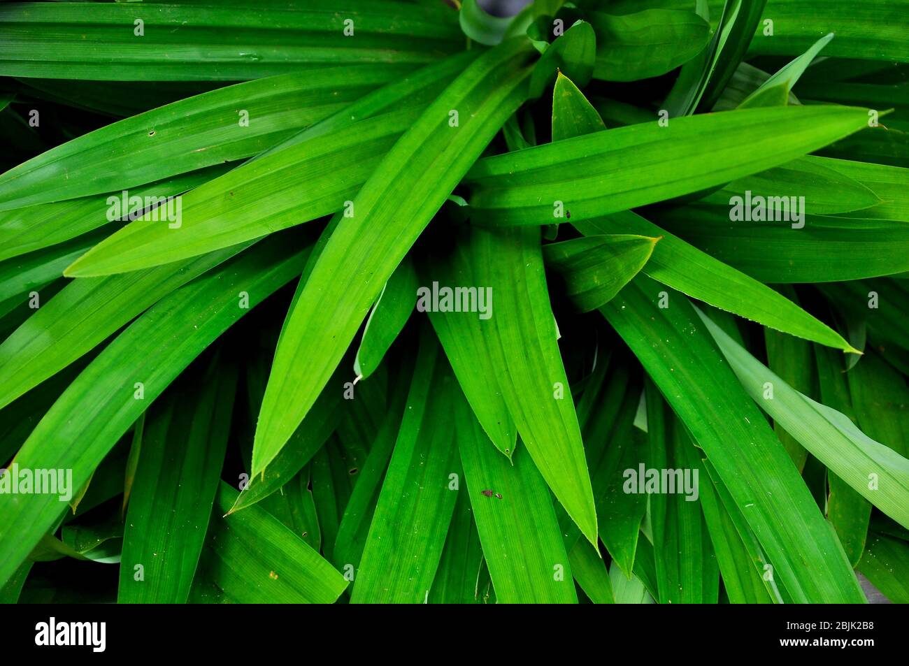 The scent of pandanus leaves develops only on withering; the fresh ...