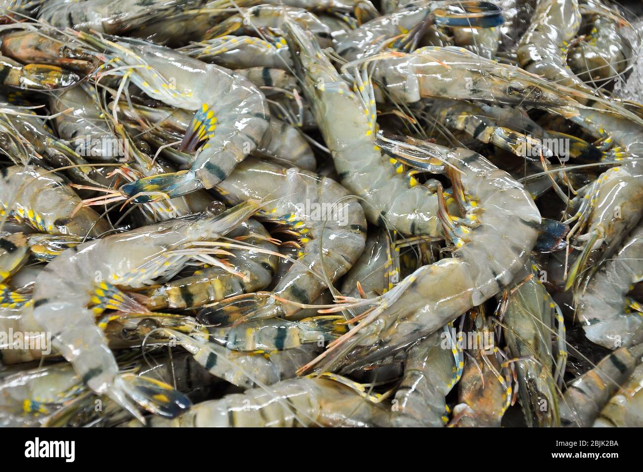 Fresh tiger prawn is on sale in the bazaar Stock Photo - Alamy
