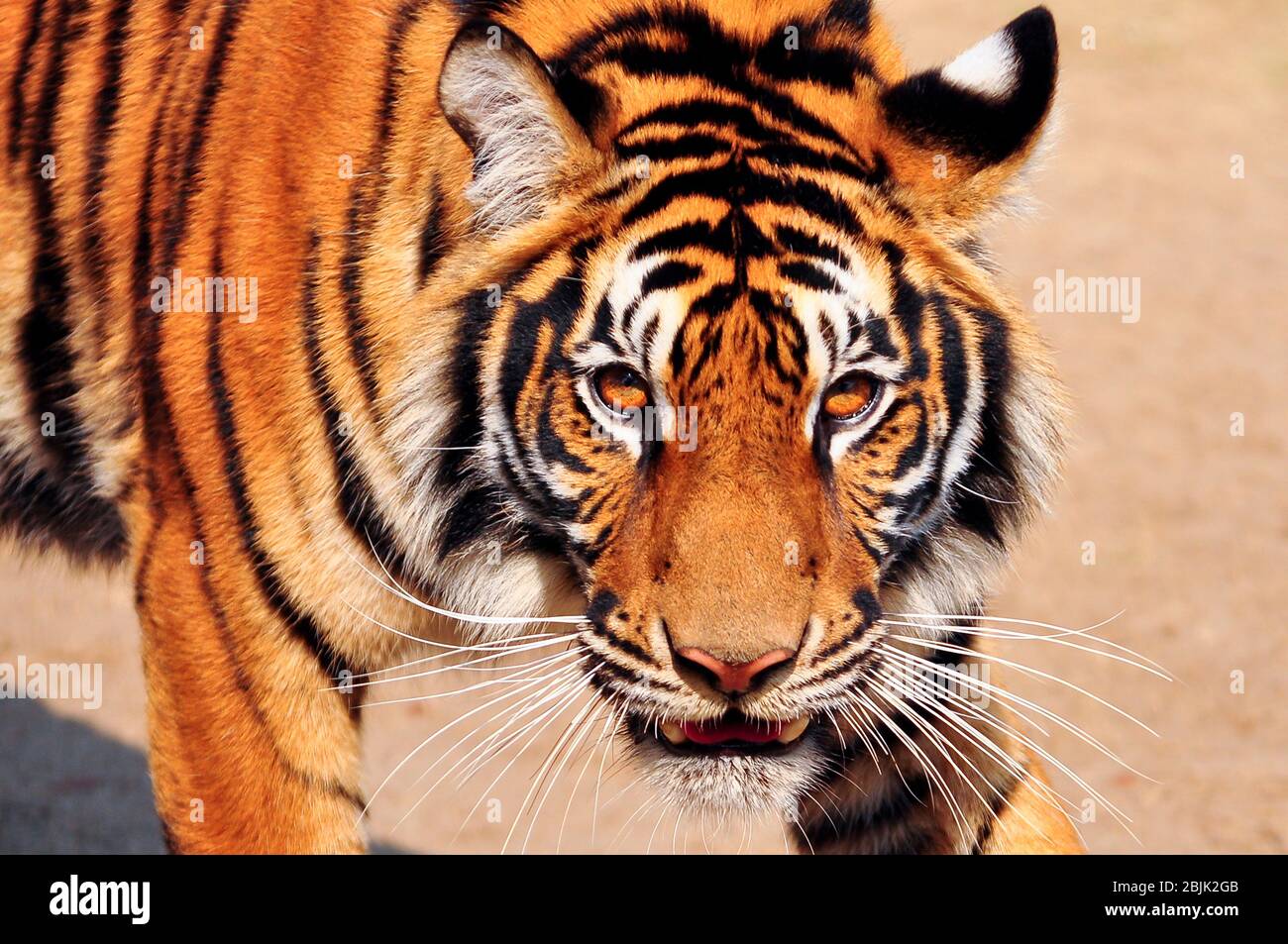 Scary tiger hi-res stock photography and images - Alamy