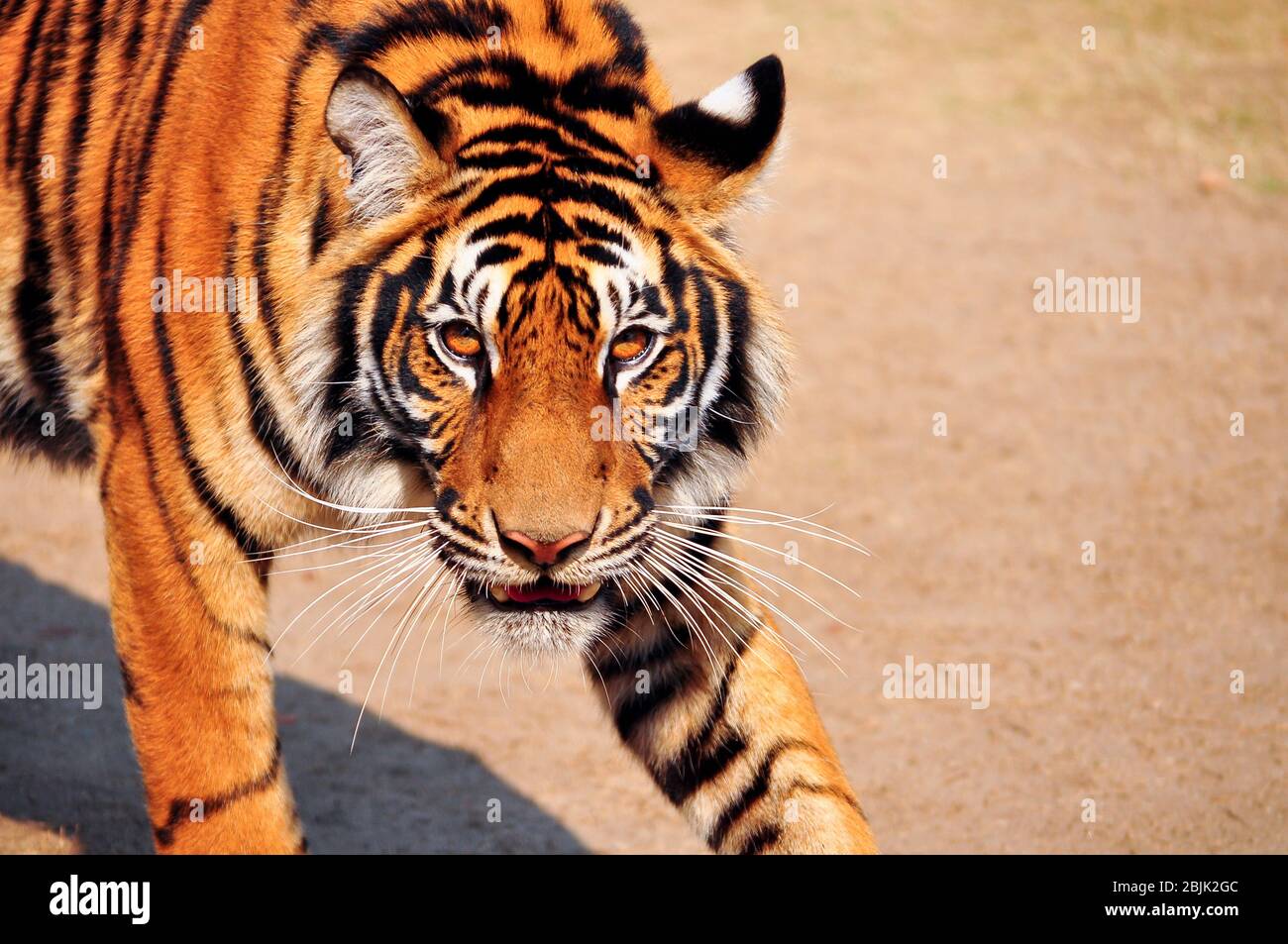 The bengal tiger is watching a scary sight Stock Photo - Alamy