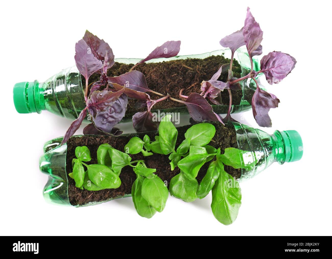 Young basil growing in plastic bottles isolated on white. Recycling ...