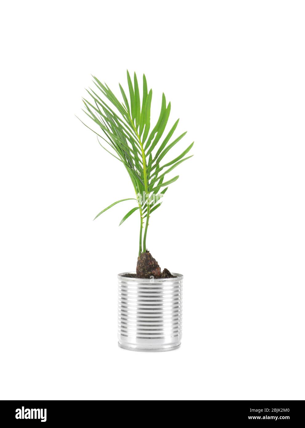 Garbage on palm tree hi-res stock photography and images - Alamy