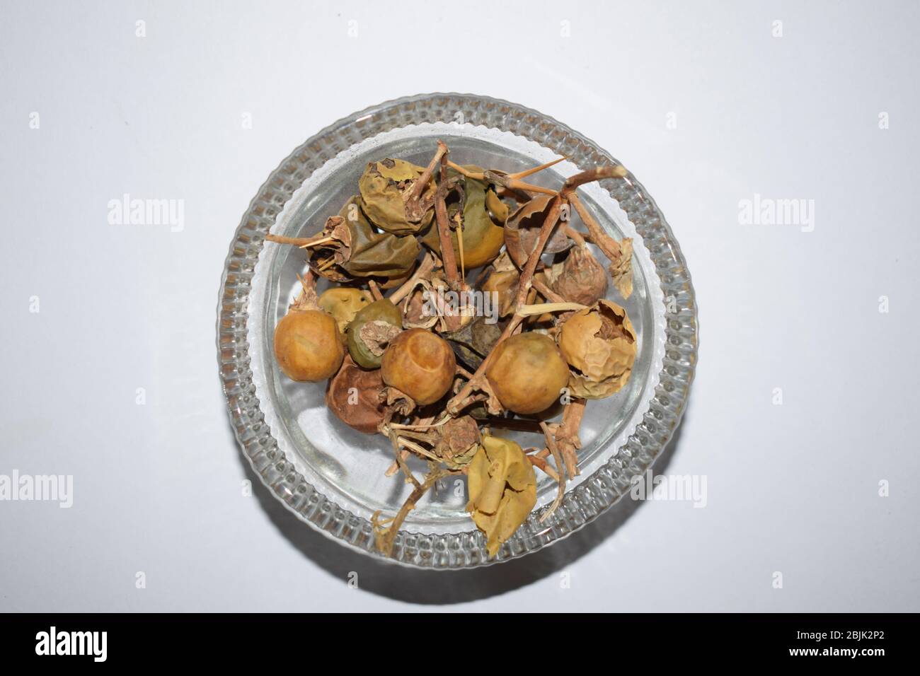 Febrifuge plant dried yellow-berried nightshade, wild eggplant ...